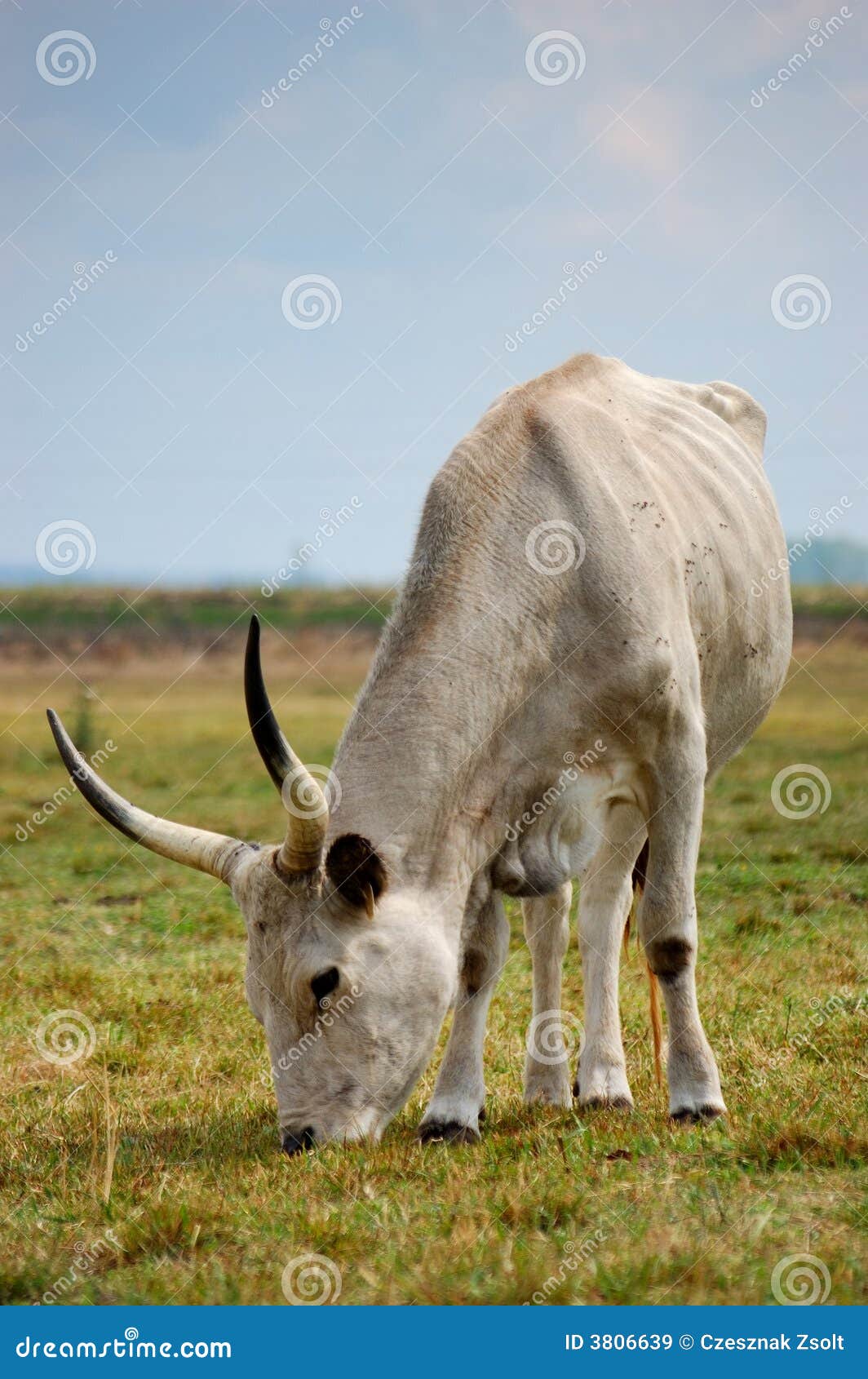 Grey cattle stock image. Image of hungarian, mammal, bovine - 3806639