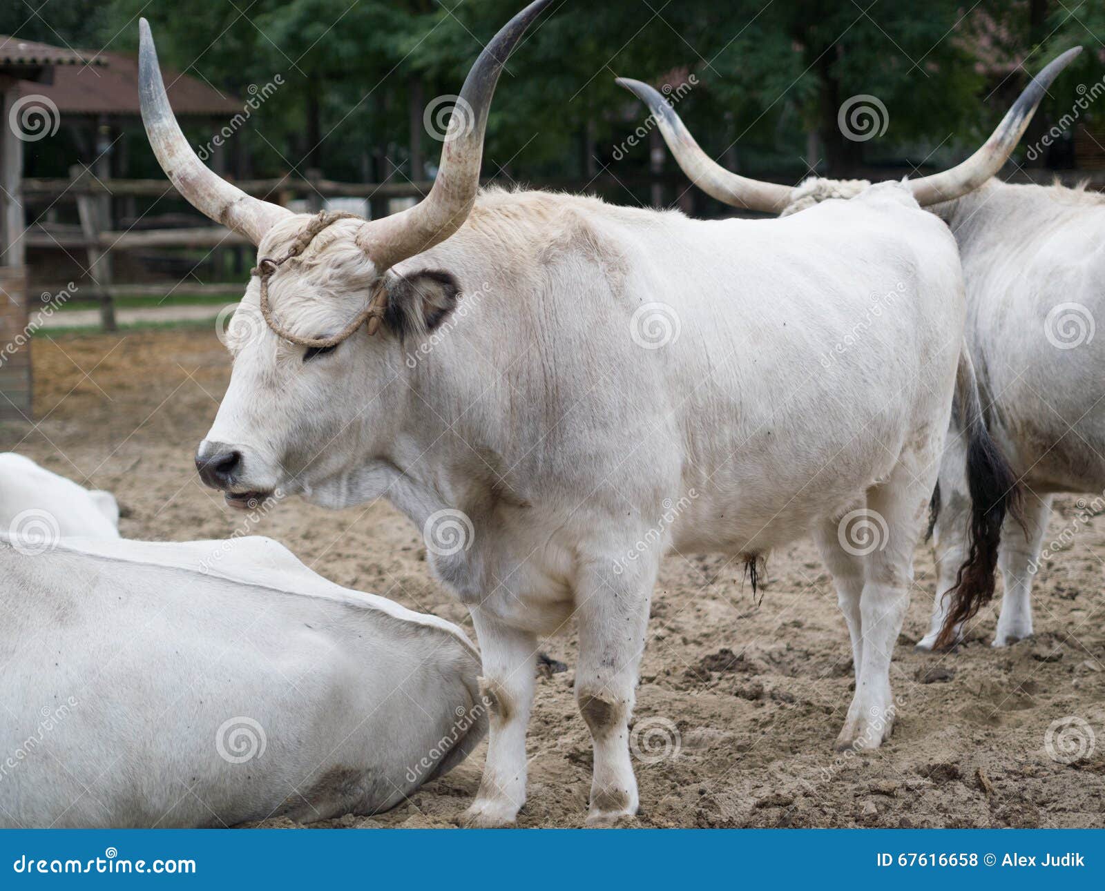 Grey cattle stock photo. Image of hungarian, animal, farm - 67616658