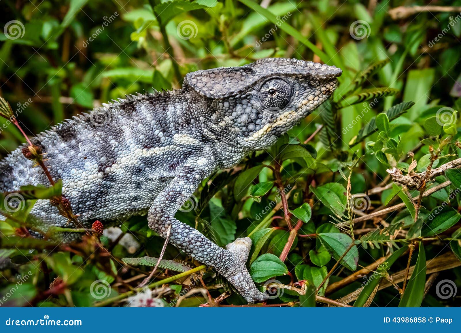 Grey chameleon stock photo. Image of lizard, animal, green - 43986858