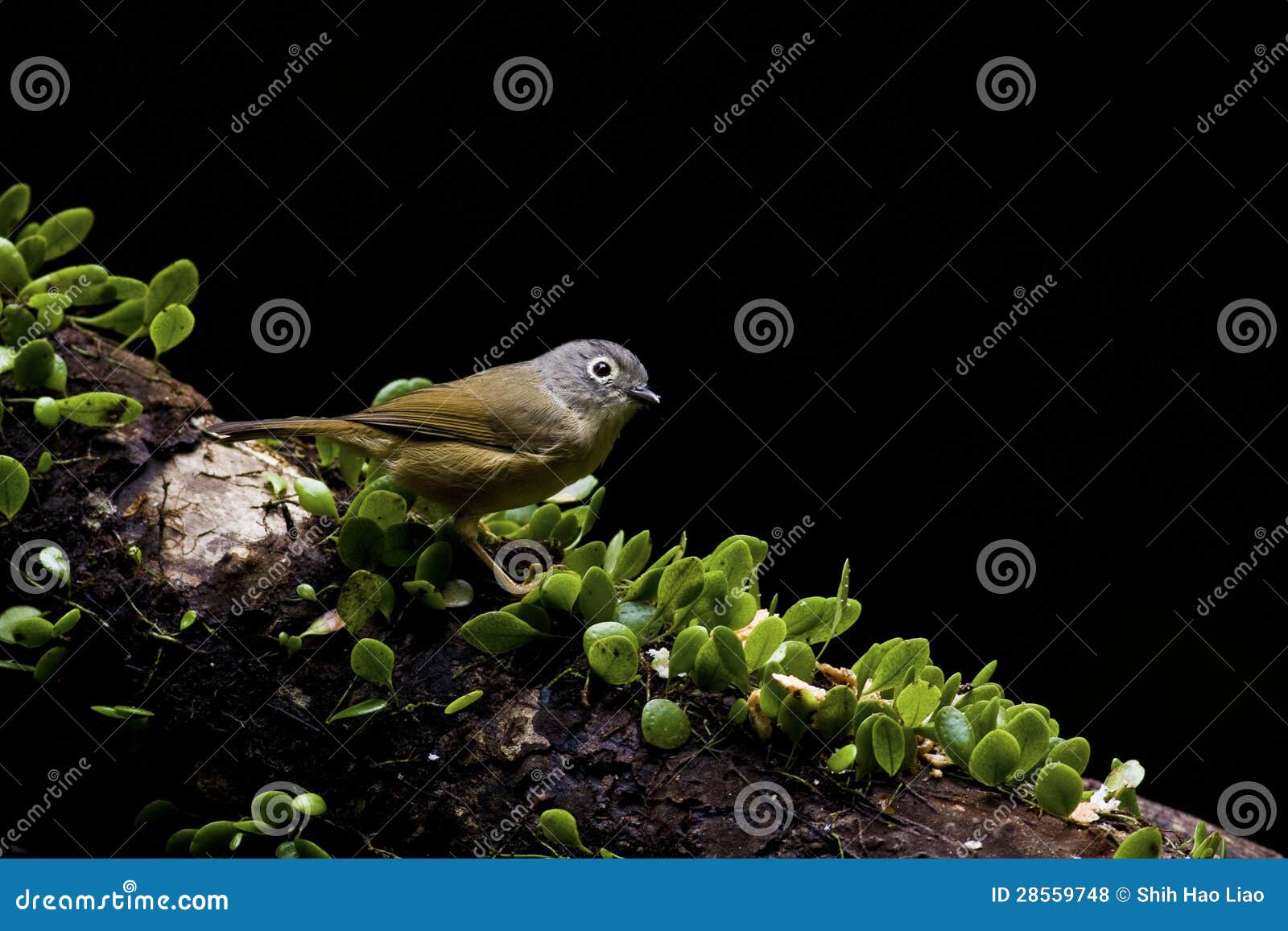 Grey-cheeked Fulvetta,Alcippe Morrisonia Stock Photo - Image of black ...