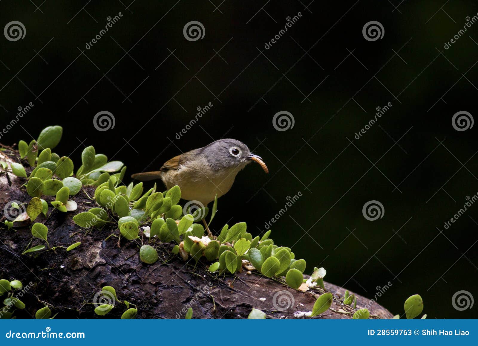 Grey-cheeked Fulvetta, Alcippe Morrisonia Stock Image - Image of branch ...
