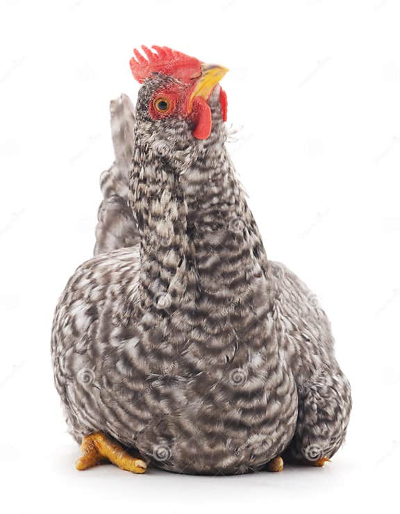 Grey chicken. stock image. Image of rural, animal, closeup - 58969609