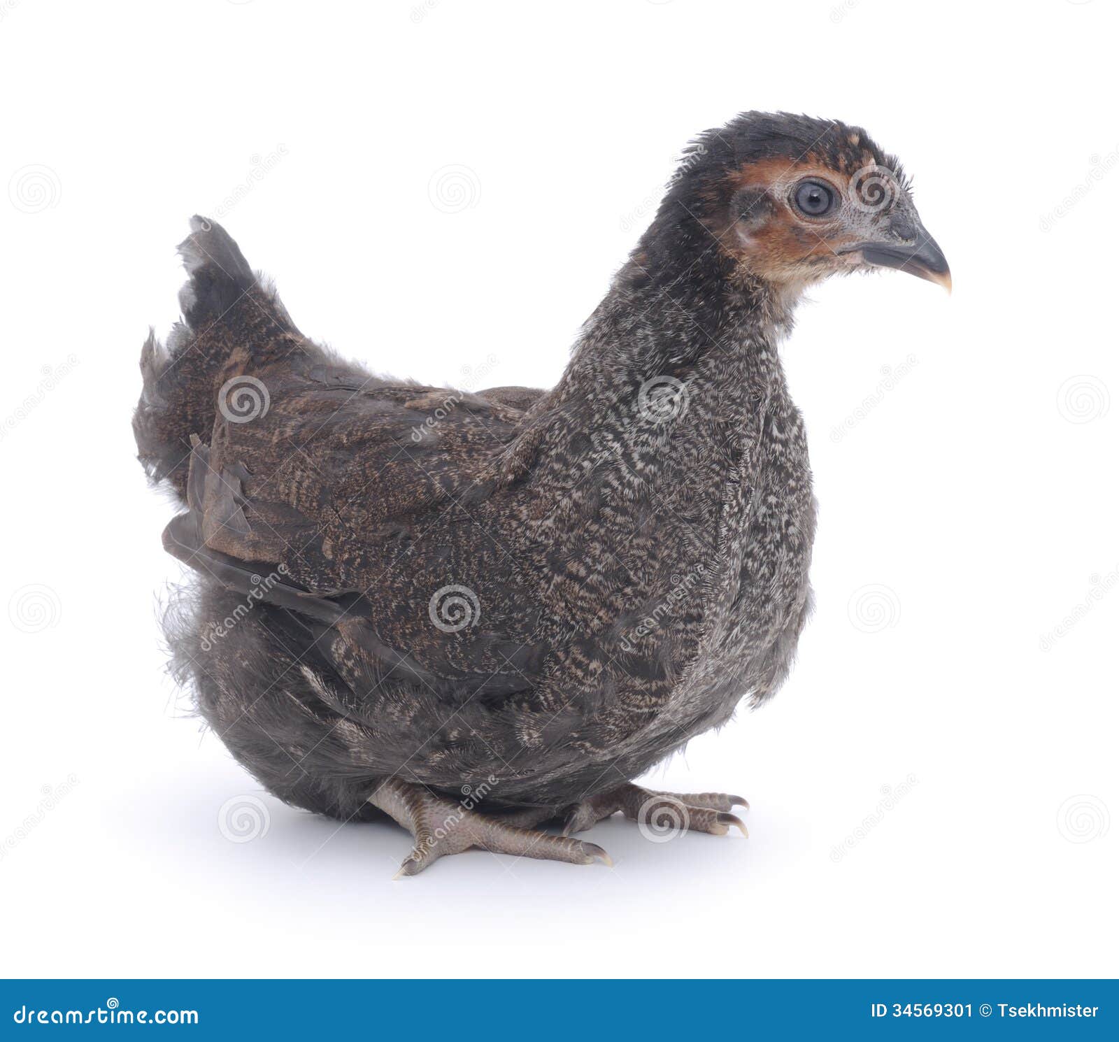 Grey chicken stock image. Image of bird, farming, feathers - 34569301