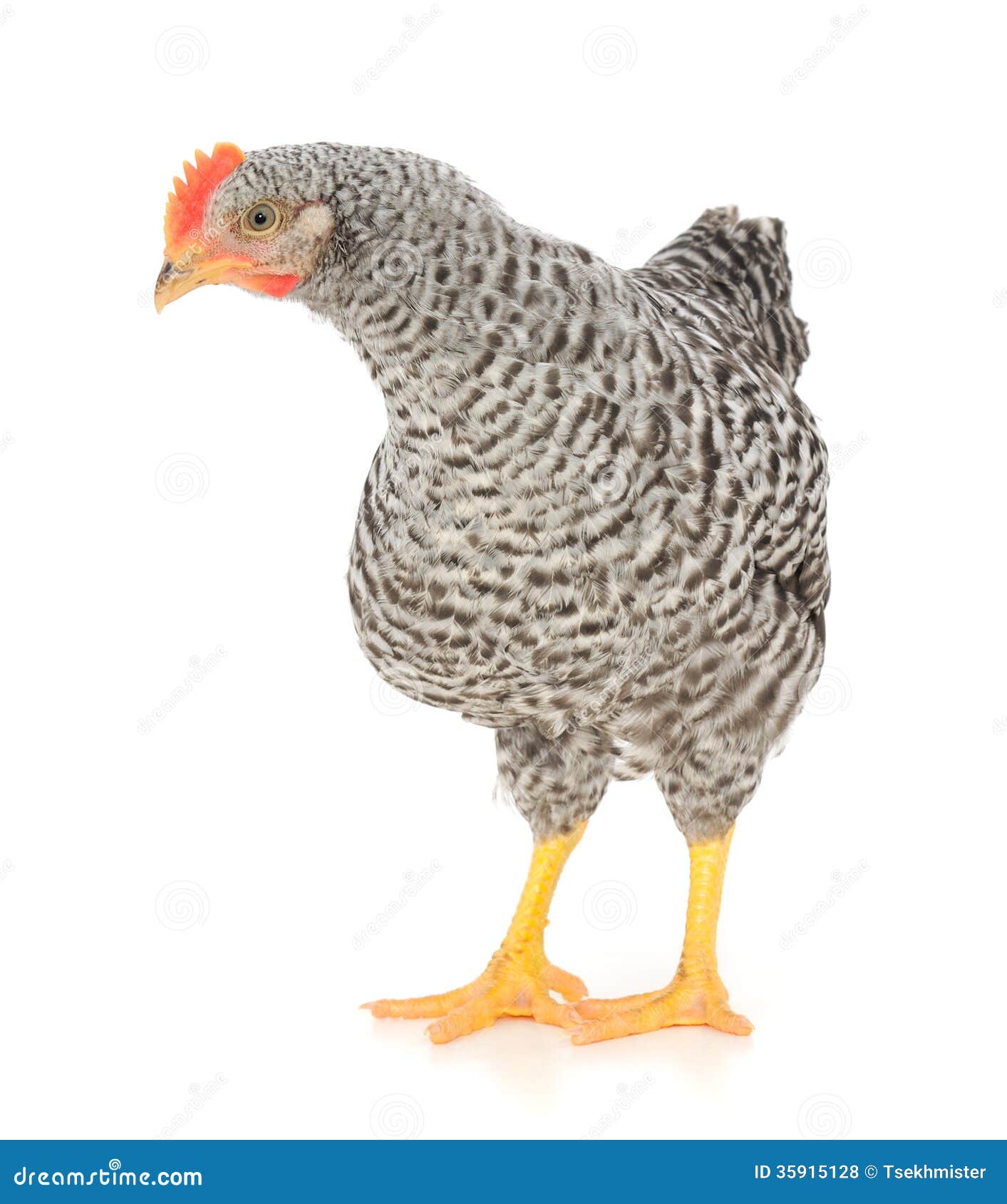 Grey chicken stock photo. Image of country, standing - 35915128