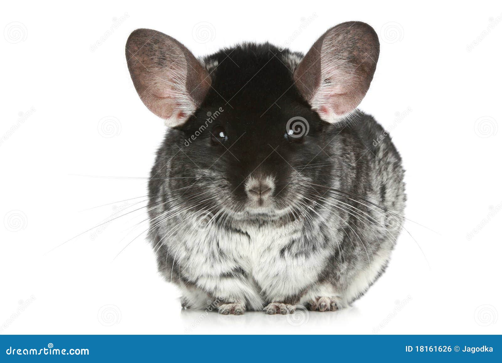 Grey chinchilla stock photo. Image of funny, portrait - 18161626