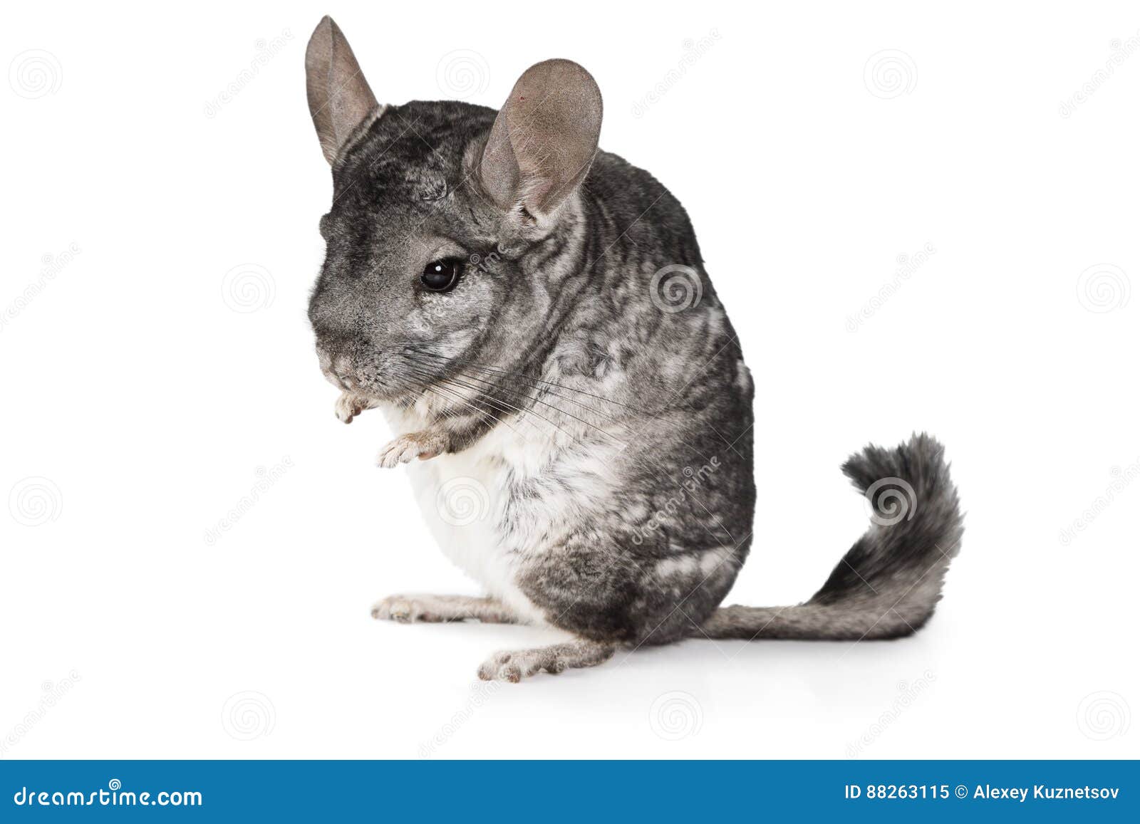 Grey Chinchilla Isolated On A White Stock Image - Image of nature ...