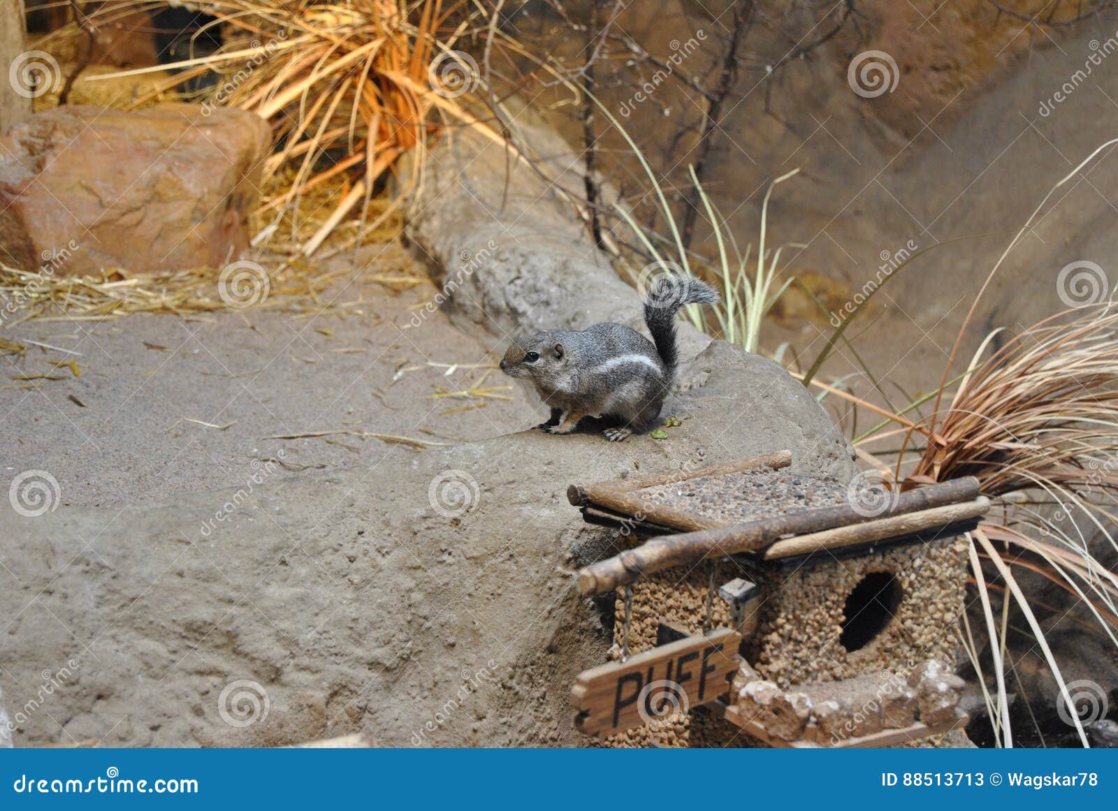 Grey chipmunk stock image. Image of cute, skansen, outside - 88513713