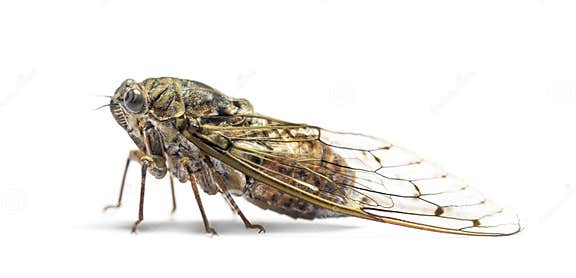 Grey Cicada, isolated stock image. Image of shot, people - 221592287