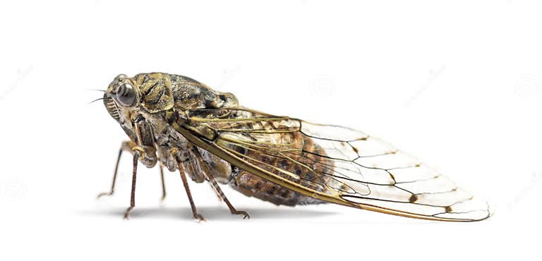 Grey Cicada, isolated stock image. Image of shot, people - 221592287
