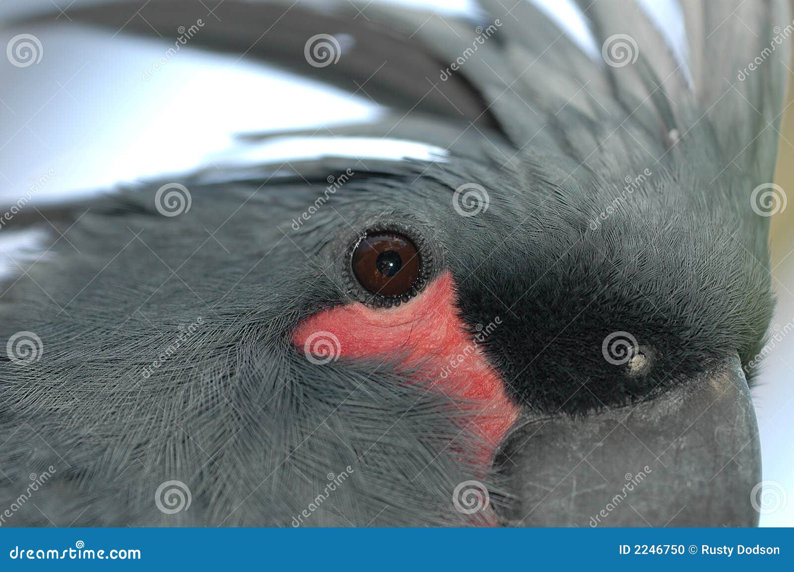 Grey Cockatoo stock photo. Image of cockatoo, headshot - 2246750