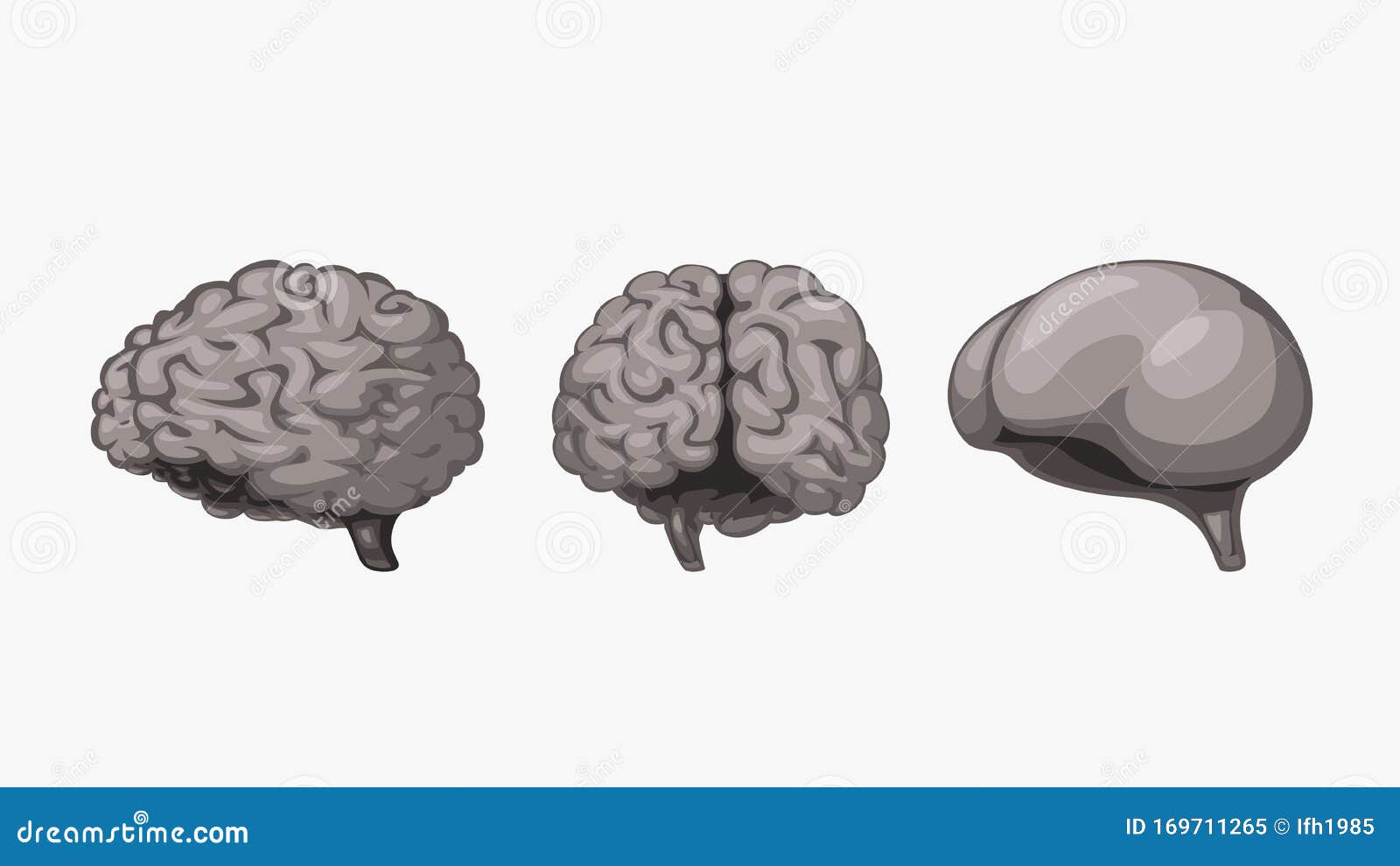 Grey Color Brain Set on White Stock Vector - Illustration of cartoon ...