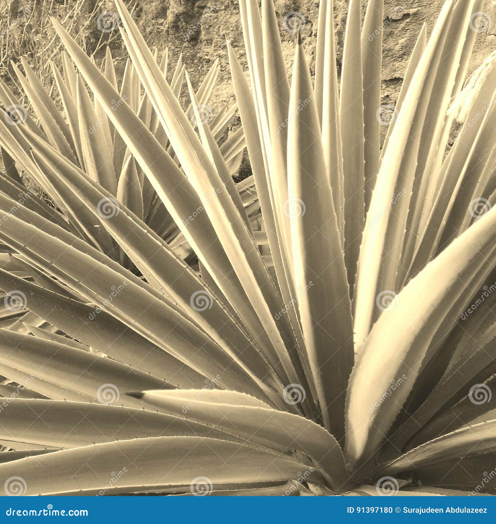 Grey stock photo. Image of nature, effect, plant, color - 91397180