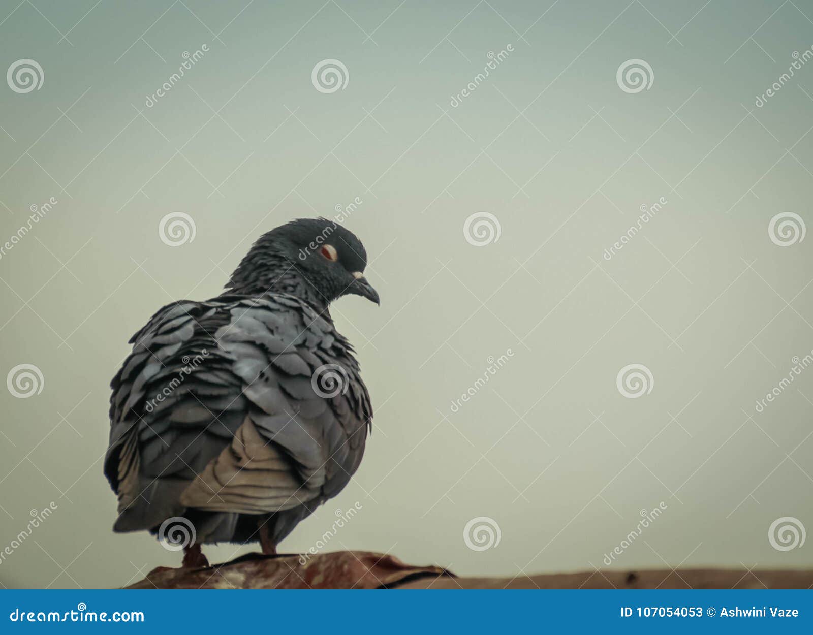 Grey Colored Pigeon Looking Back Stock Image - Image of nature, animal ...