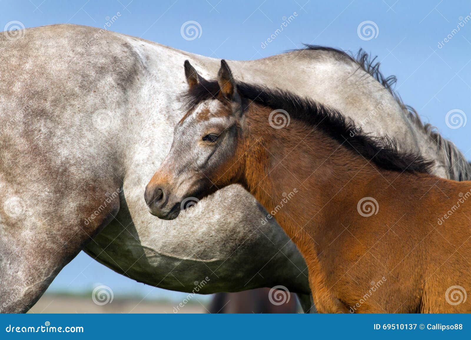 Grey colt portrait stock image. Image of baby, outdoor - 69510137