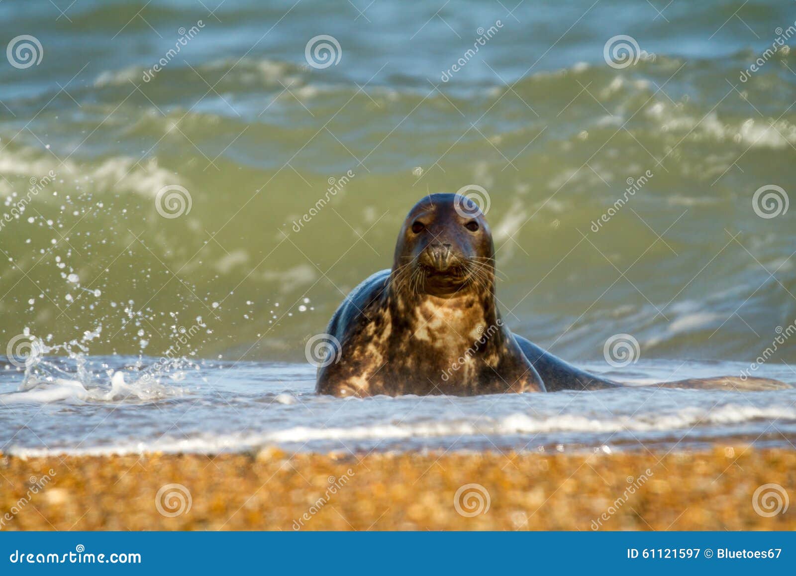 Grey Common Seal Playing in Sea Stock Image - Image of gray, grey: 61121597