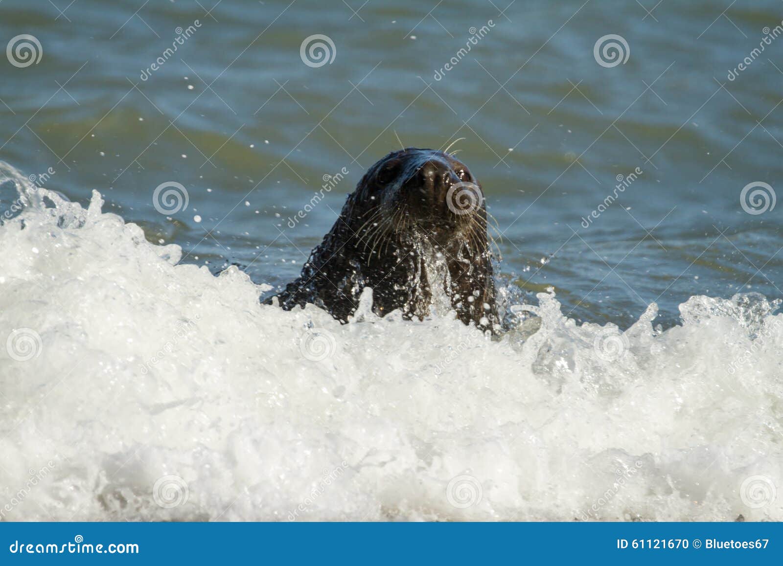 Grey Common Seal Playing in Sea Stock Photo - Image of grey, beach ...