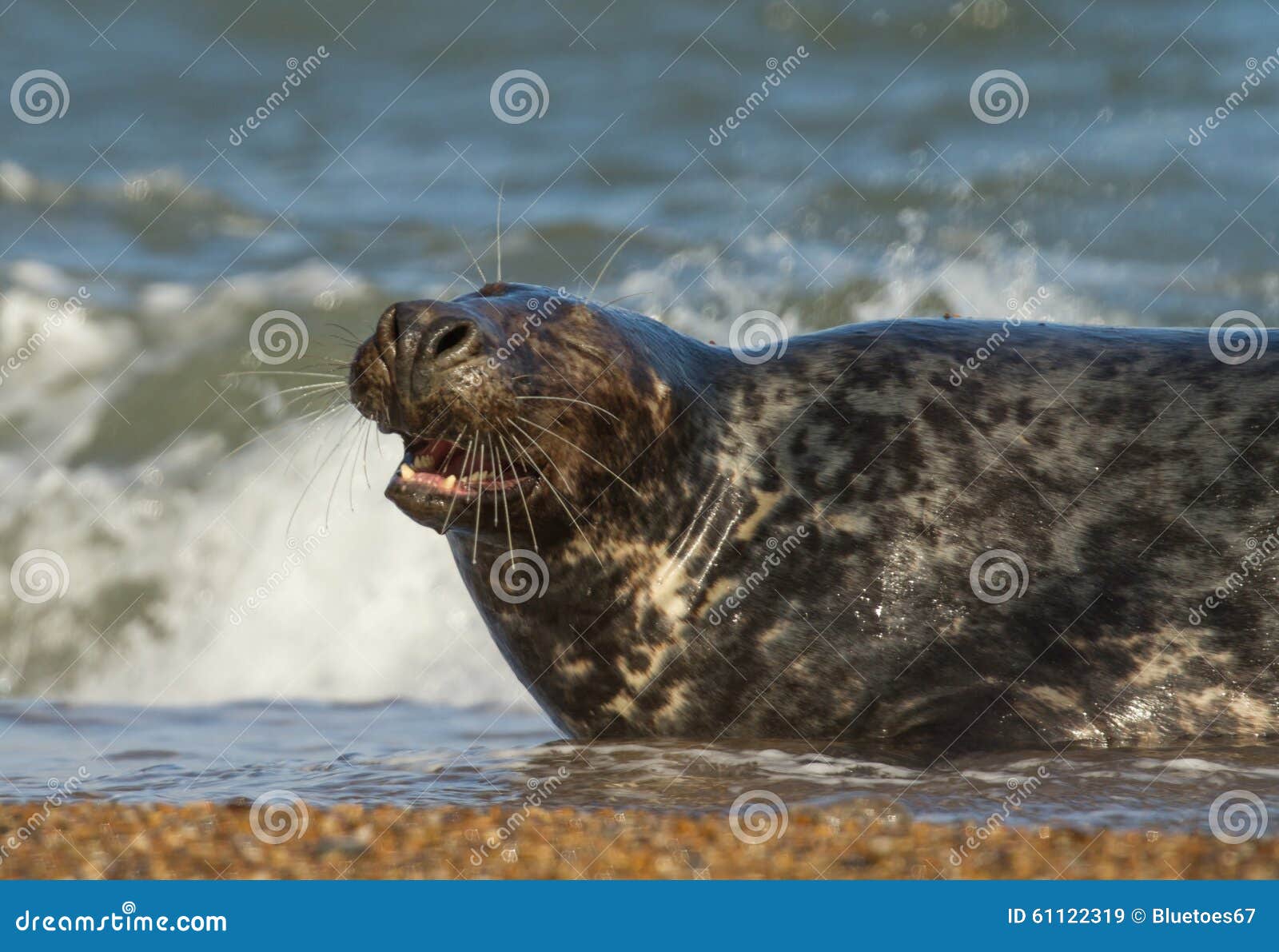 Grey Common Seal Playing in Sea Stock Image - Image of animal, group ...