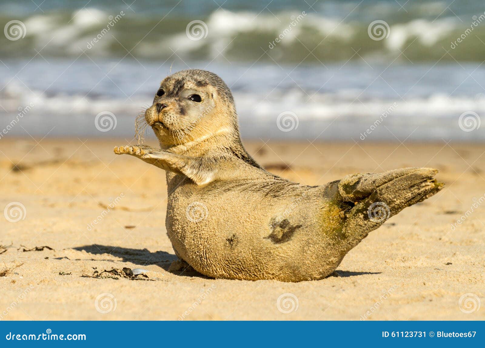 Grey Common Seal Pup Cub on Sandy Beach Stock Image - Image of hooked ...