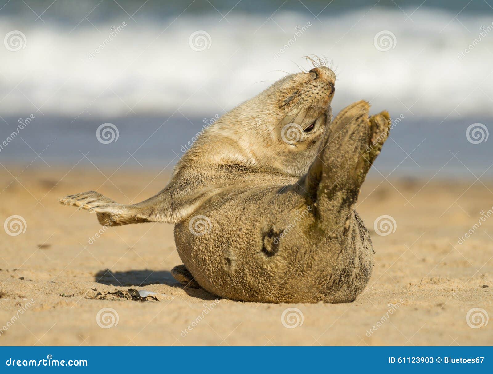 Grey Common Seal Pup Cub on Sandy Beach Stock Image - Image of common ...