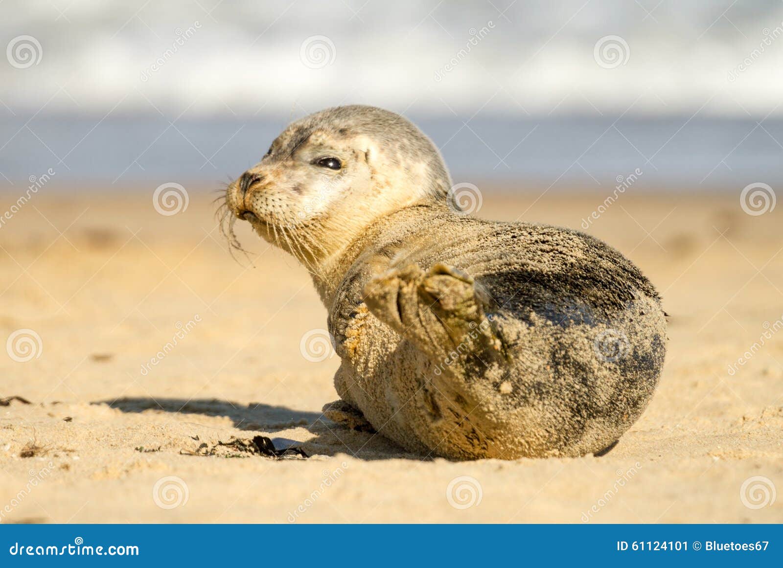 Grey Common Seal Pup Cub on Sandy Beach Stock Image - Image of curled ...