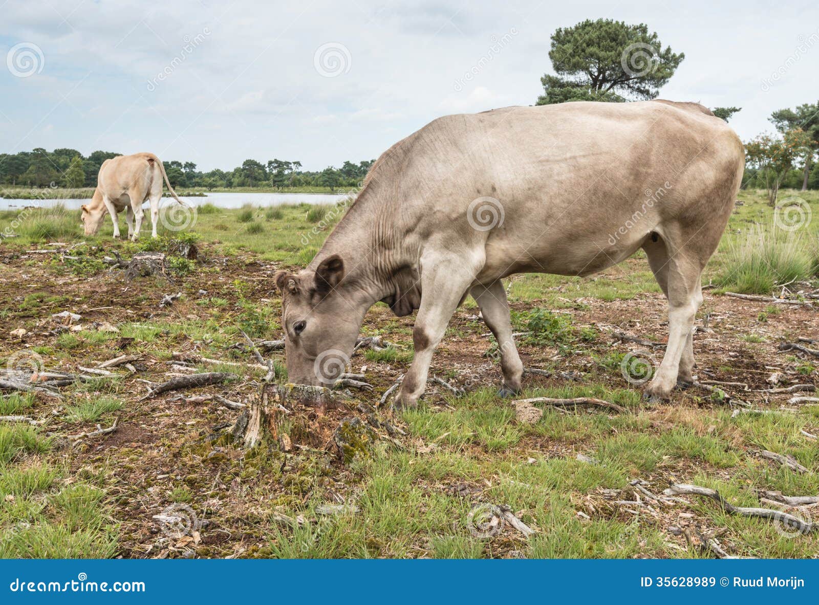 Grey Cow Grazing in a Bare Nature Reserve Stock Image - Image of ...