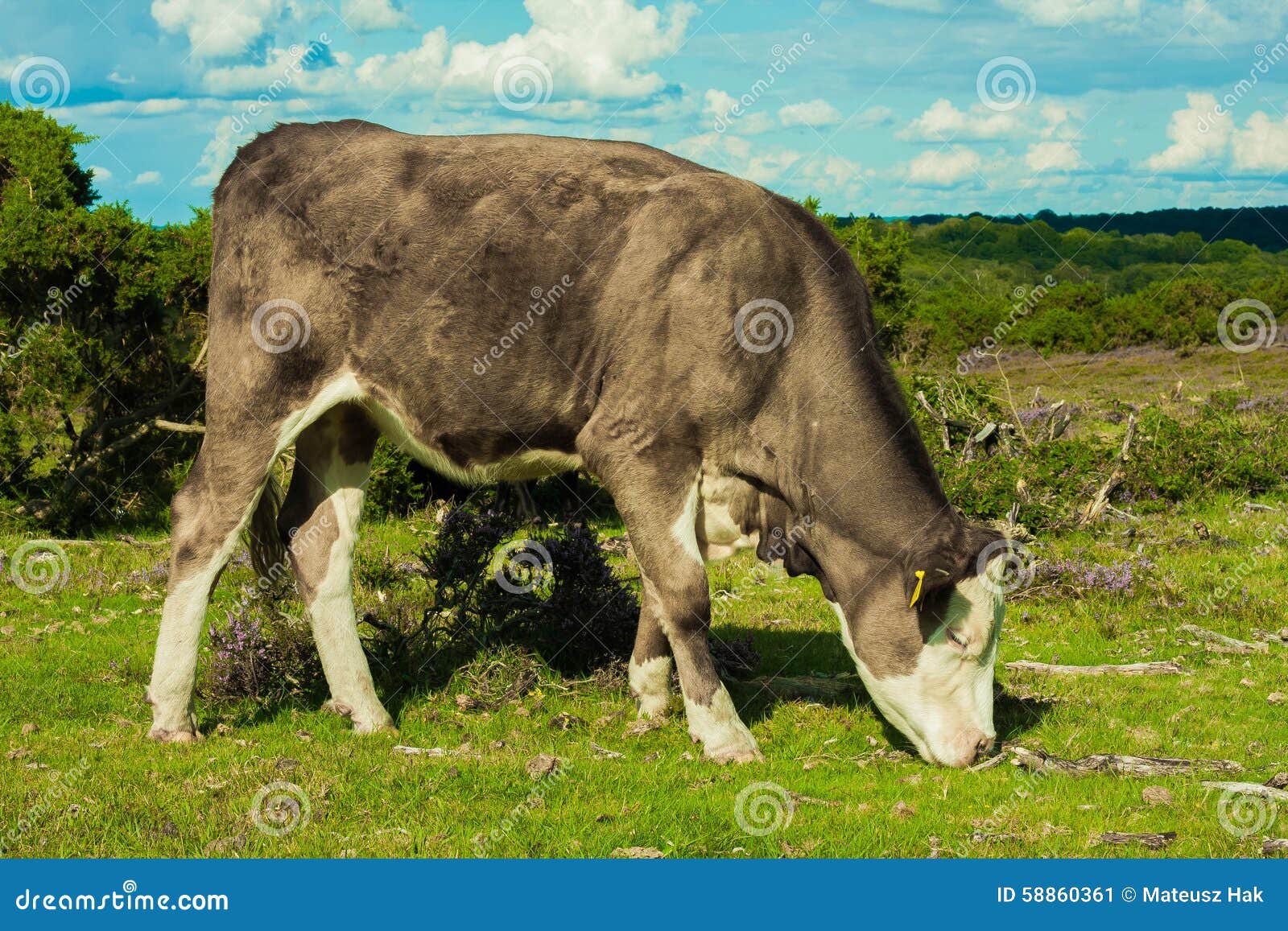 Grey cow stock image. Image of mammal, nature, herd, landscape - 58860361