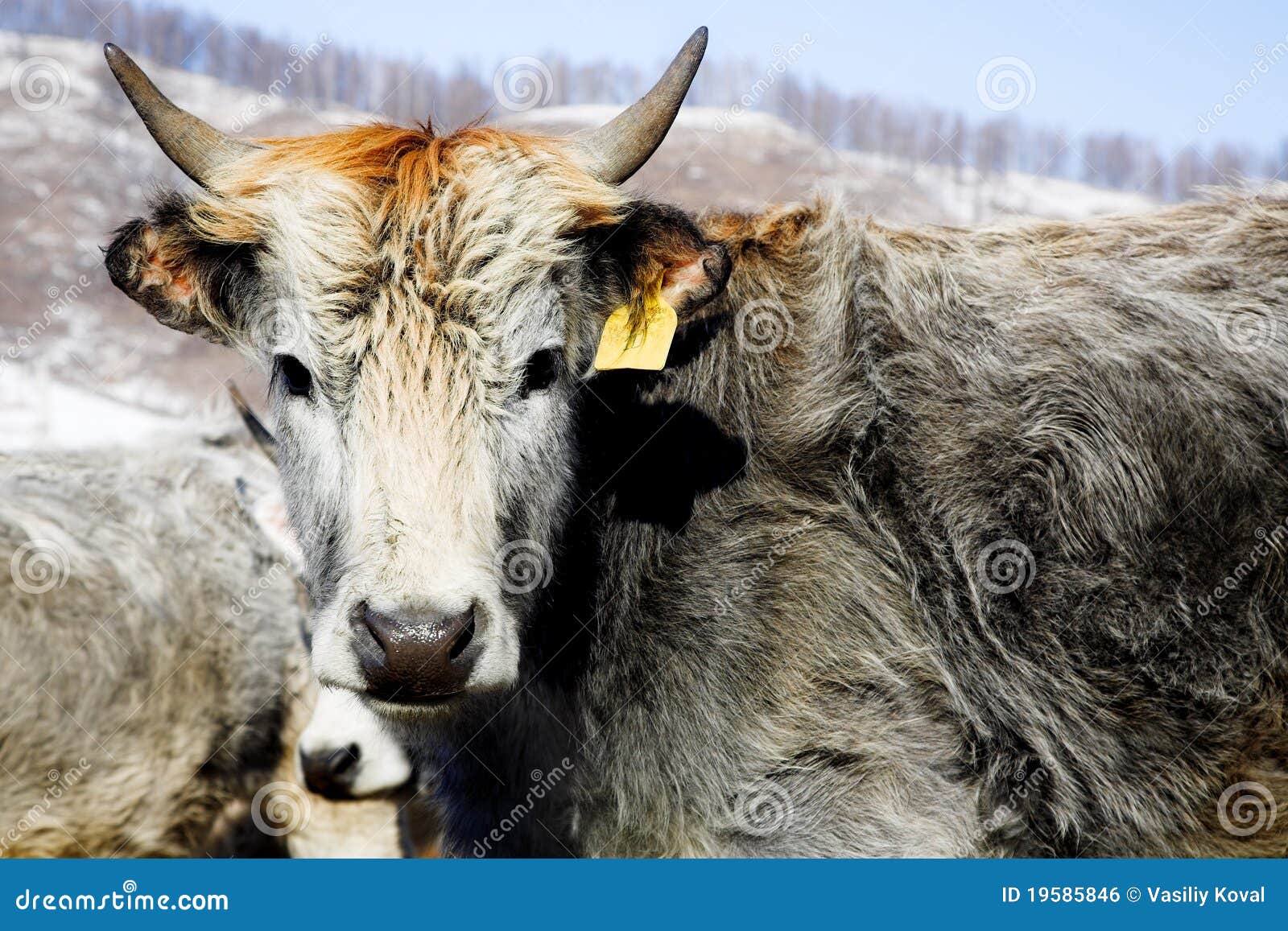 Grey cows stock photo. Image of bovine, beast, hoofed - 19585846