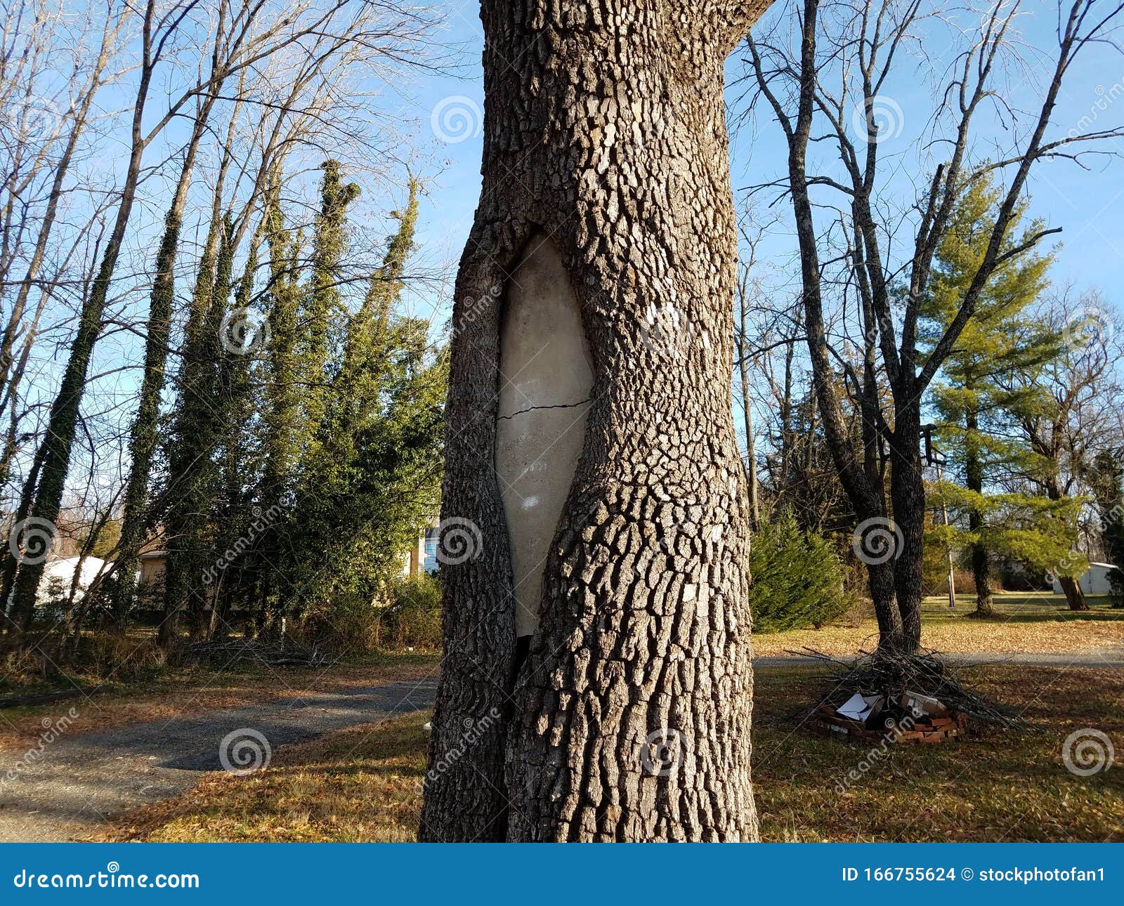 Grey Cracked Cement Inside a Tree Trunk Stock Photo - Image of ...