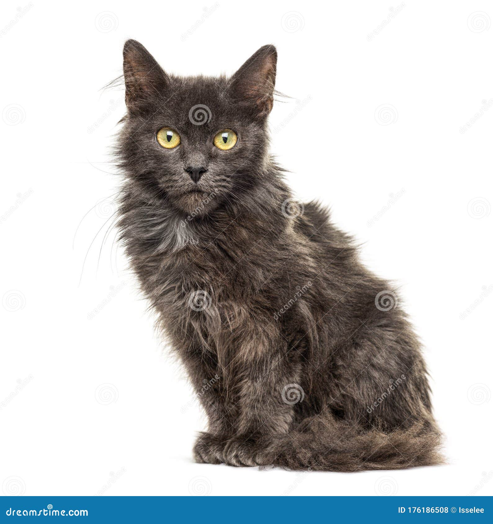 Grey Crossbreed Cat, Isolated, Yellow Eyes Stock Photo - Image of grey ...