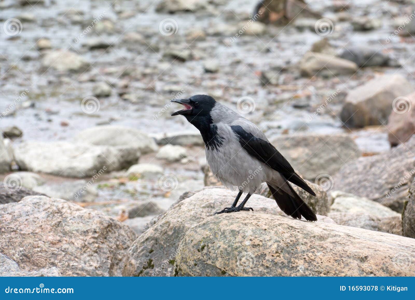 Grey Crow stock photo. Image of animal, mouth, black - 16593078