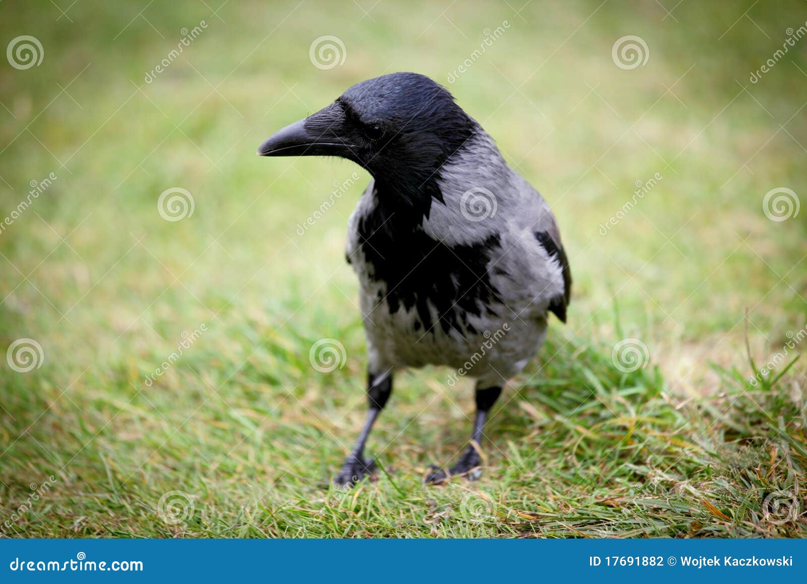 Grey crow stock photo. Image of crow, bird, feathers - 17691882