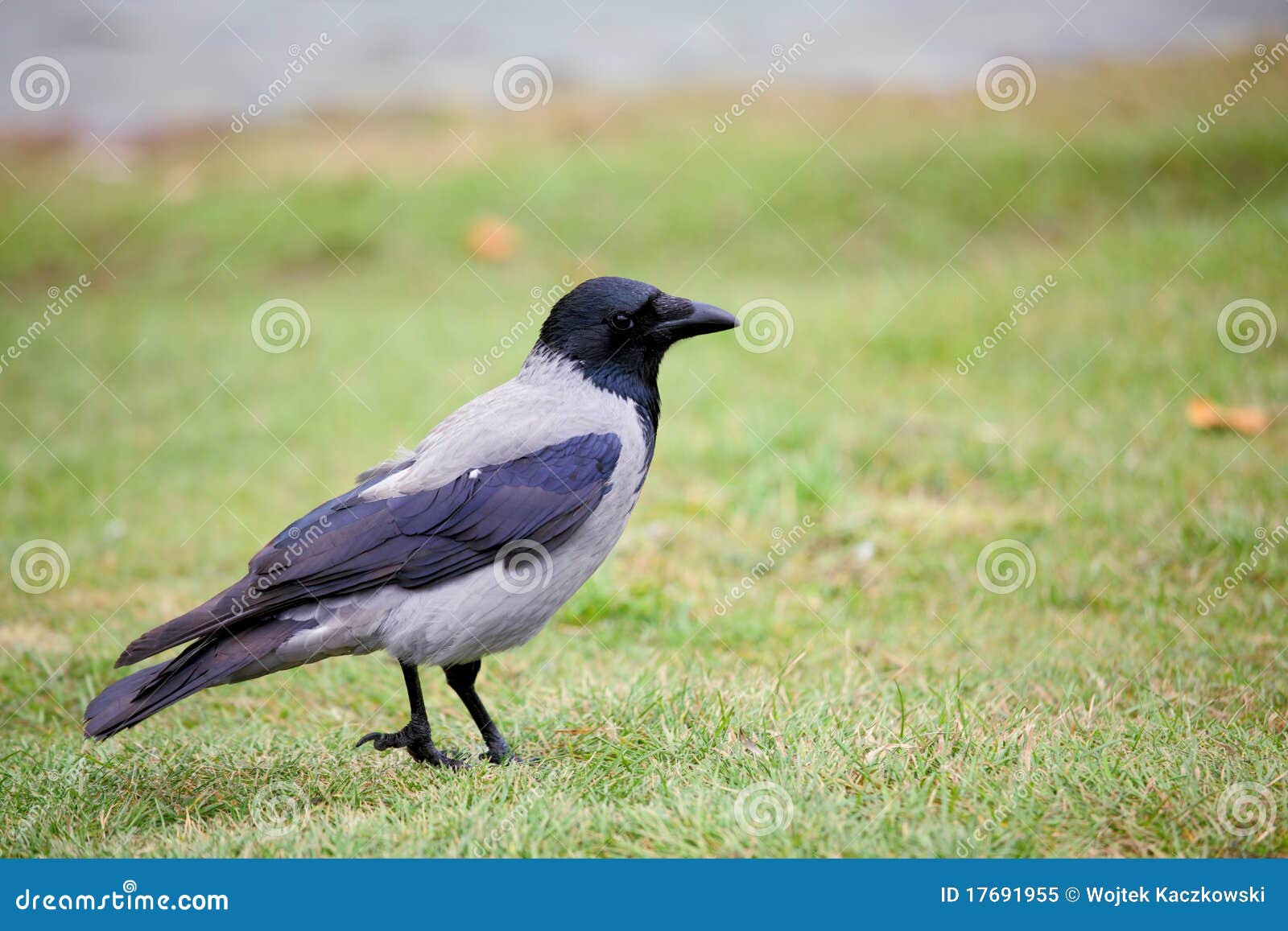 Grey crow stock image. Image of wildlife, wild, springtime - 17691955
