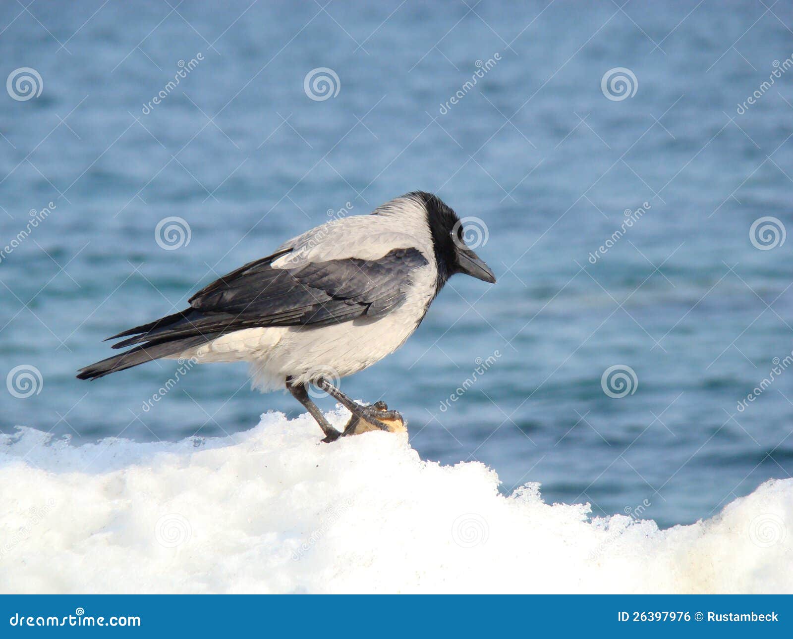 Grey Crow stock photo. Image of bread, frozen, claw, crow - 26397976