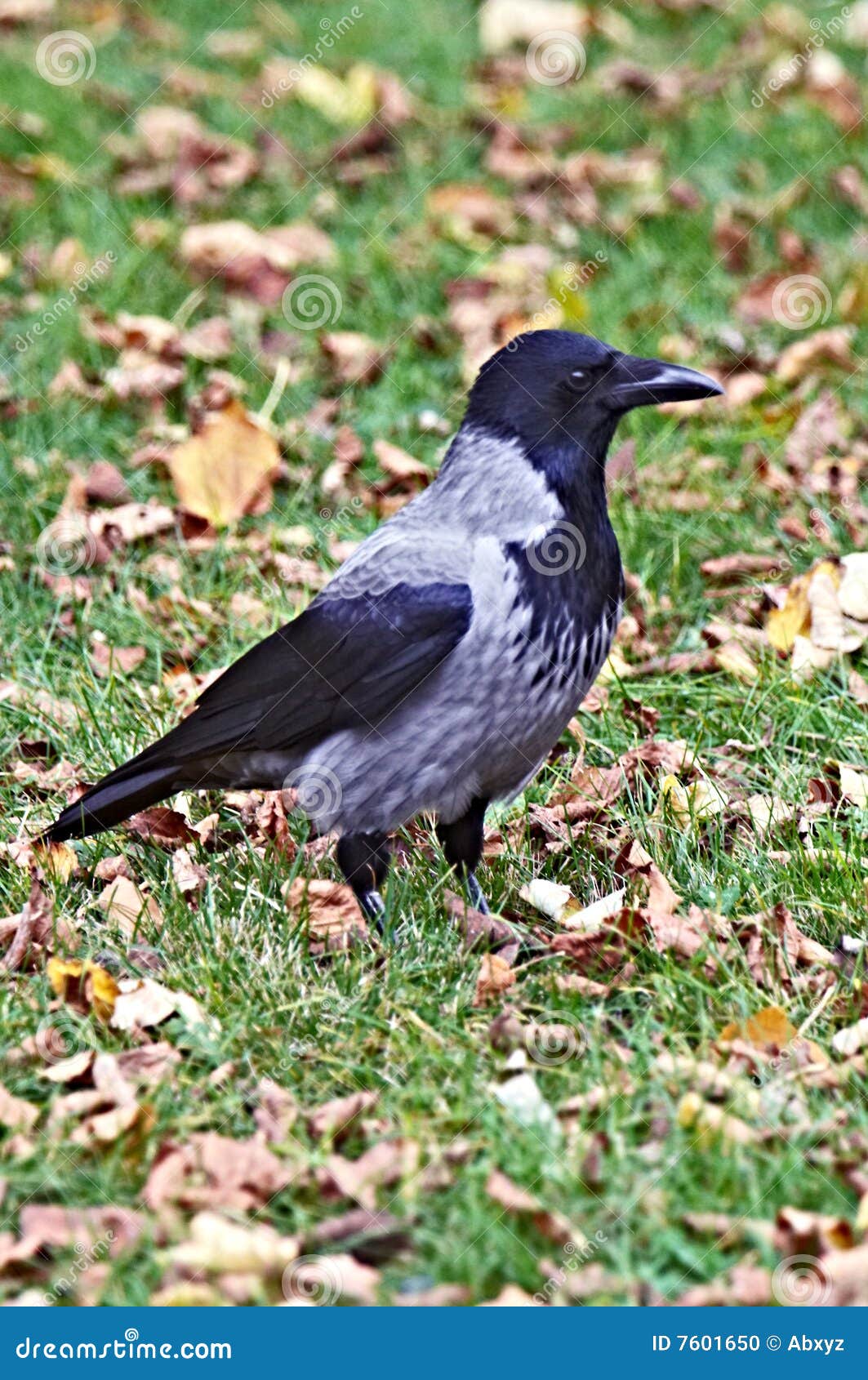 Grey Crow stock photo. Image of grey, neck, flight, nature - 7601650