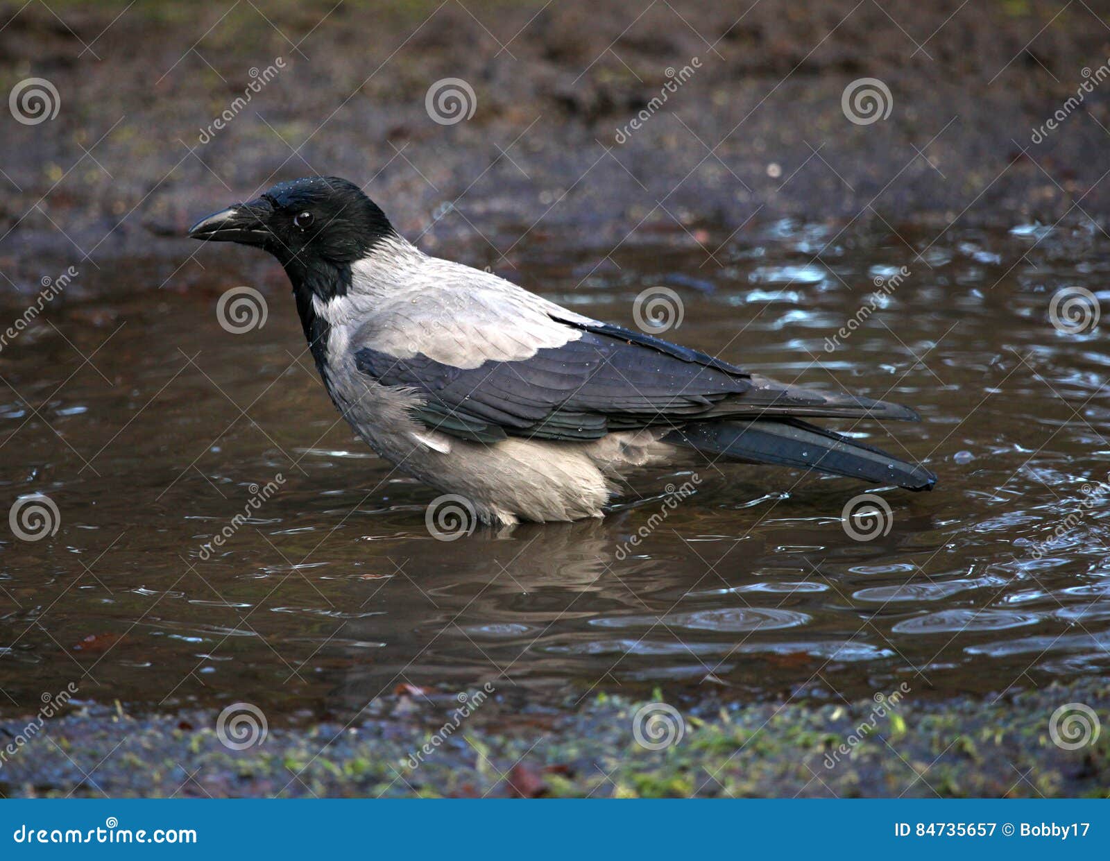 Grey crow stock image. Image of black, bird, flight, corvidae - 84735657