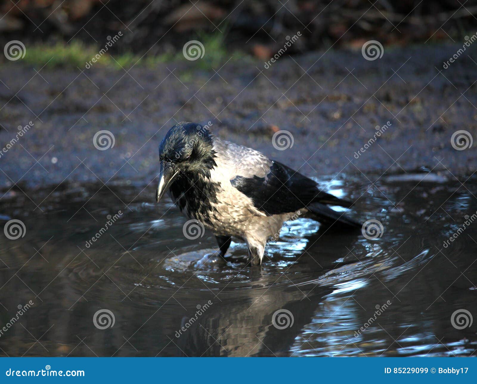 Grey crow stock image. Image of corvidae, grey, field - 85229099