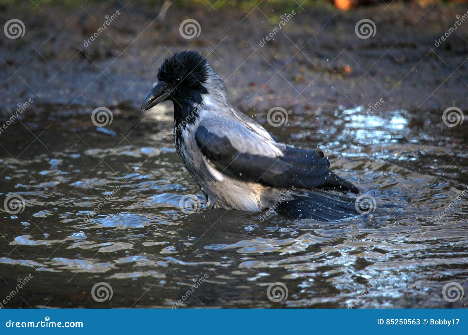 Grey crow stock image. Image of outdoors, fauna, branch - 85250563