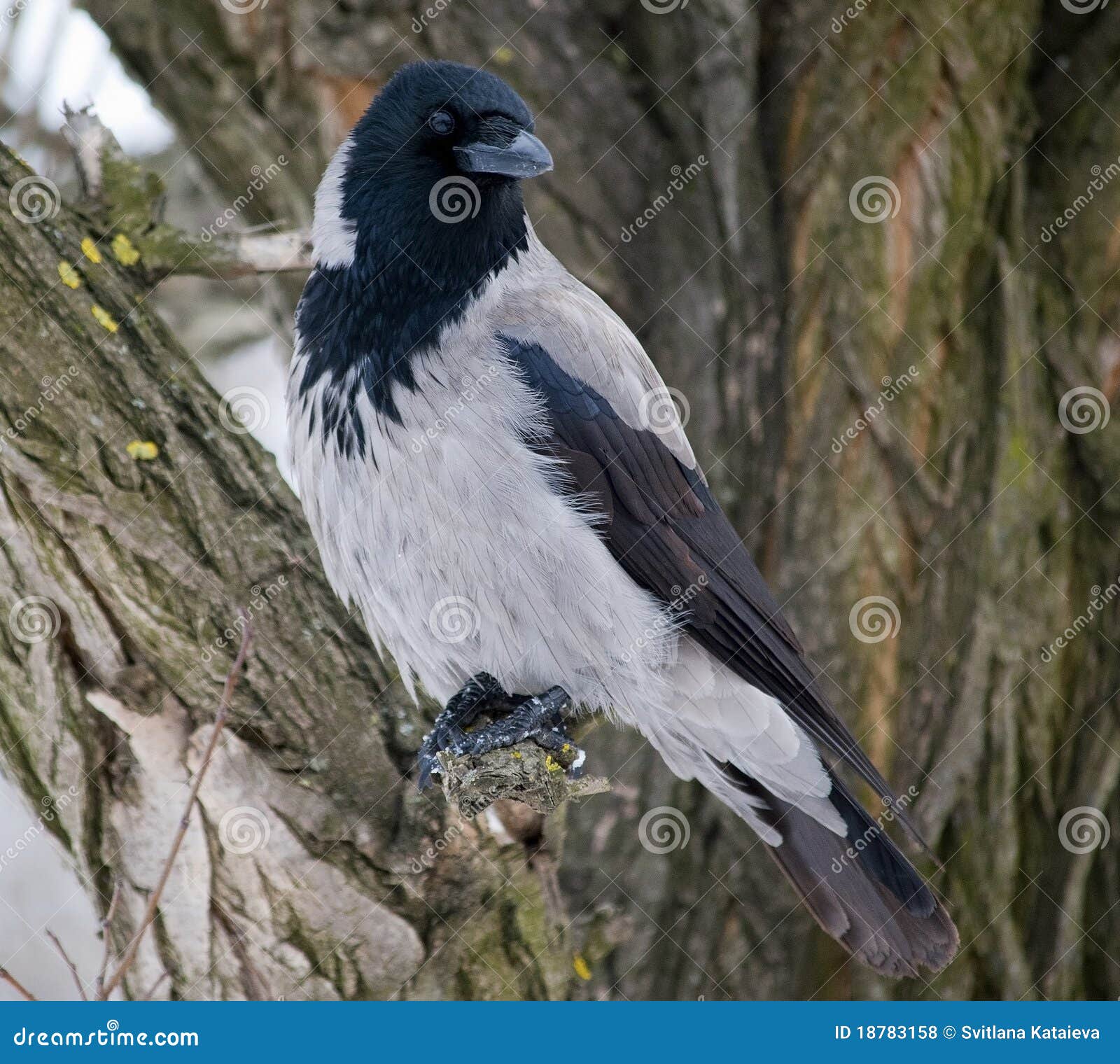 Grey Crow on the Branch (Corvus Cornix) Stock Photo - Image of food ...