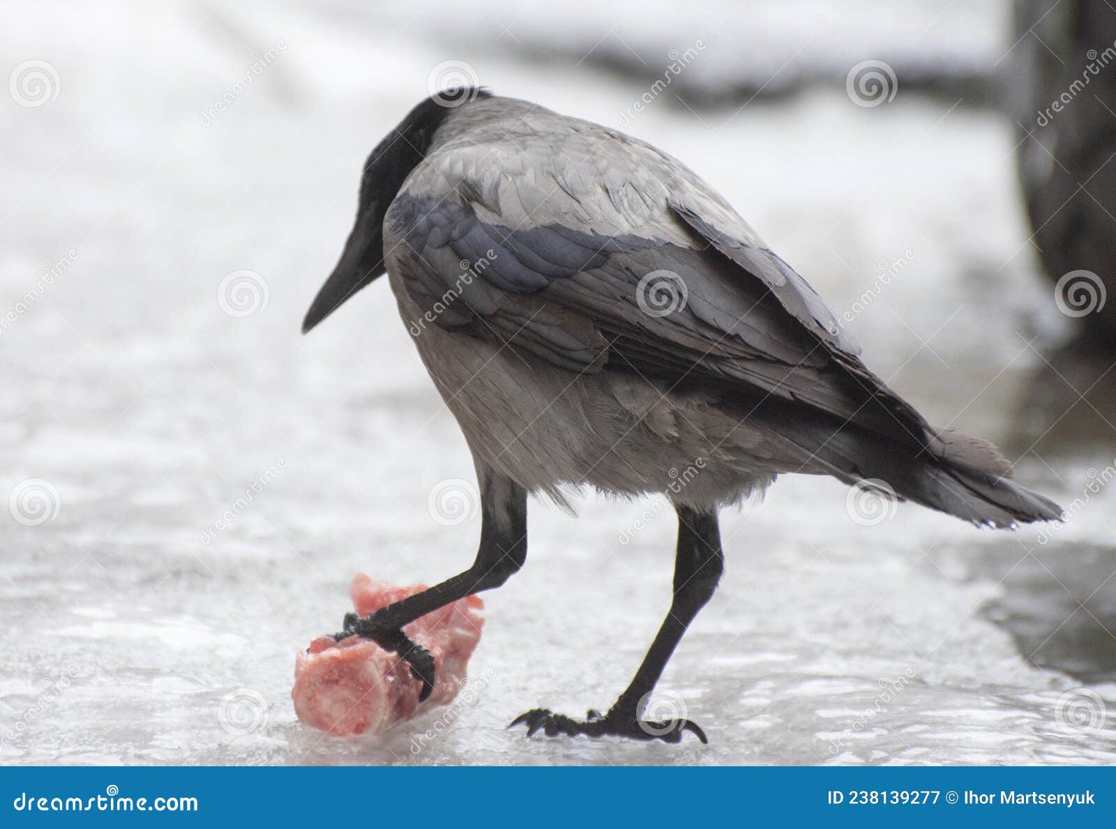 The Grey Crow Corvus Cornix Eats Bone. Birds in Winter Stock Image - Image of feather, scavenger ...