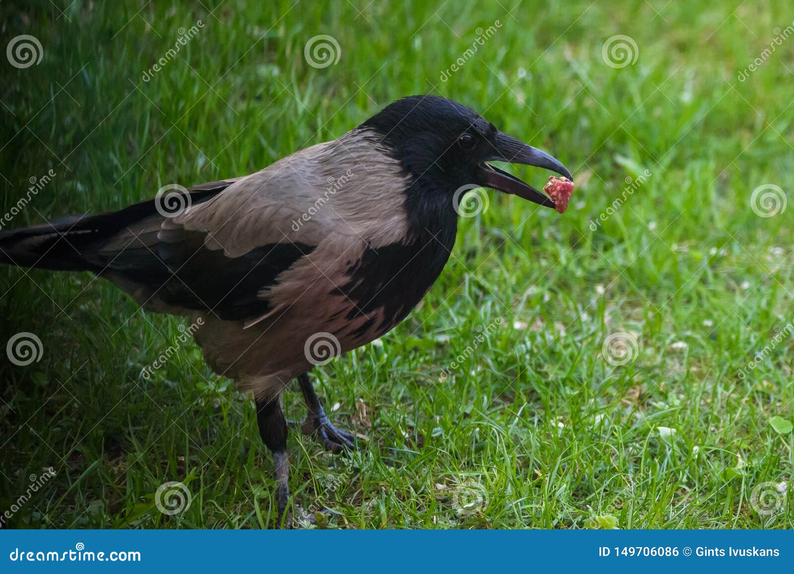 Grey Crow Corvus Tristis Bird Stock Photo - Image of garden, piece ...