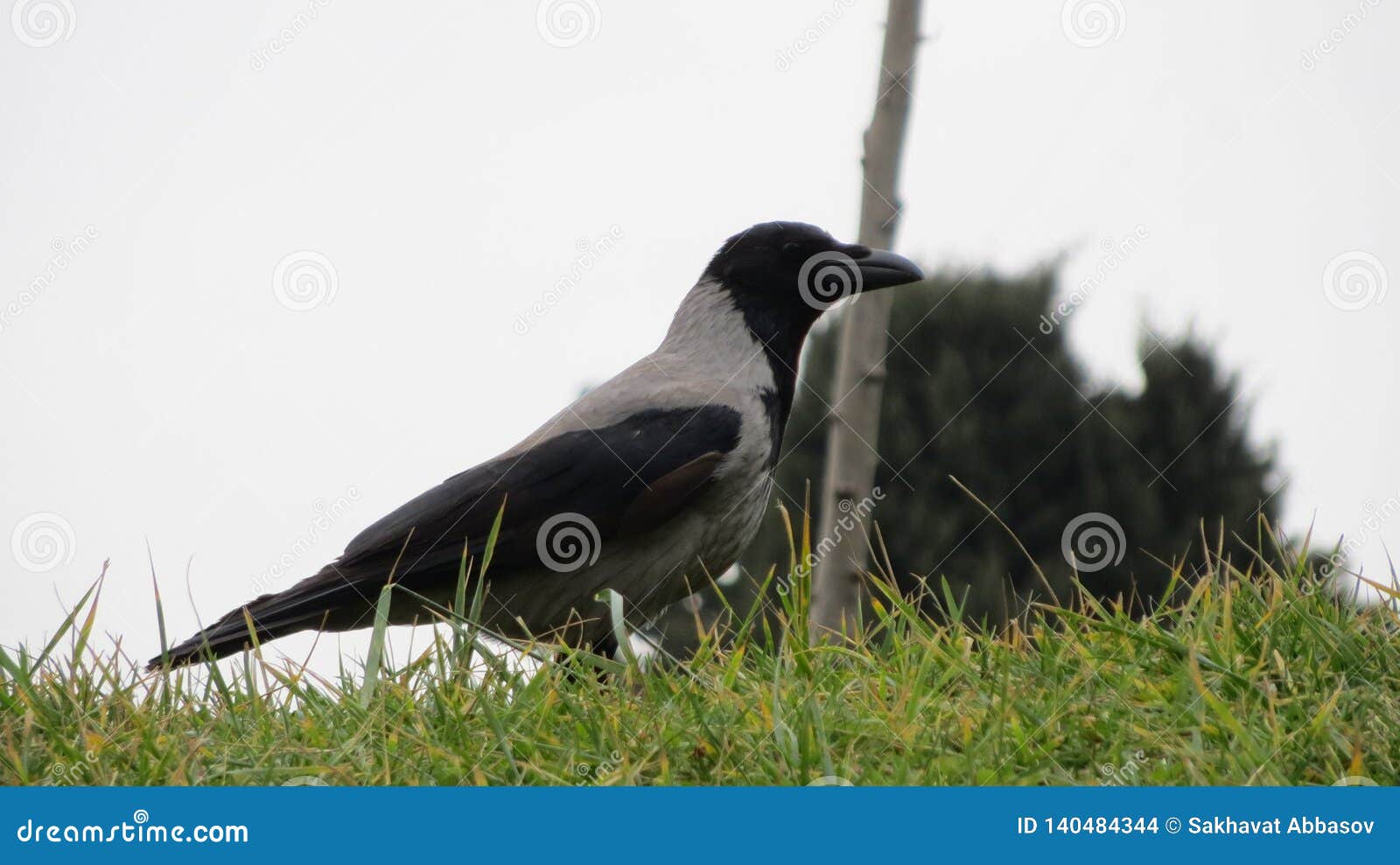 Grey crow on the grass stock photo. Image of green, grass - 140484344