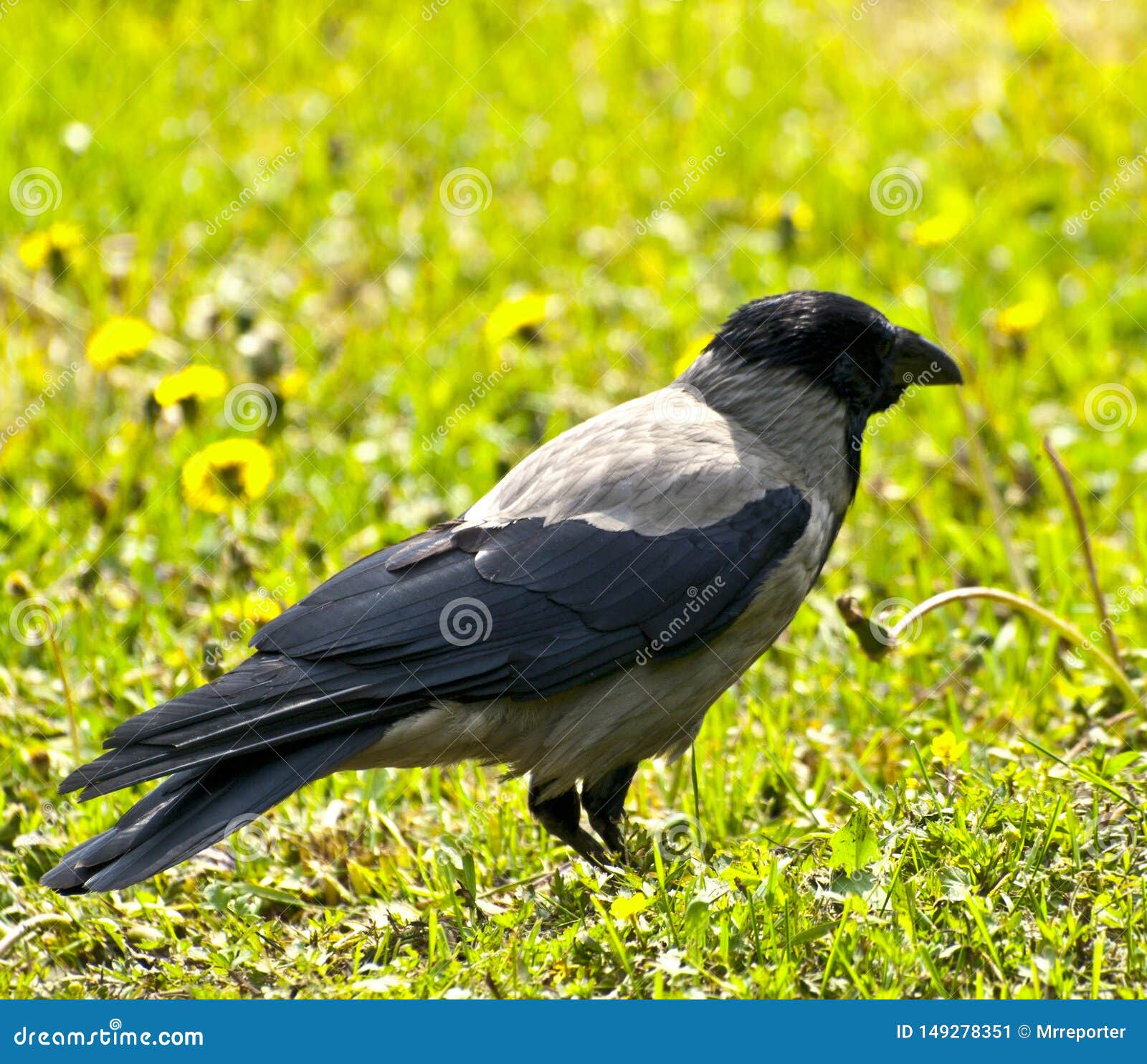 Crow stock image. Image of ornithology, watching, gray - 149278351