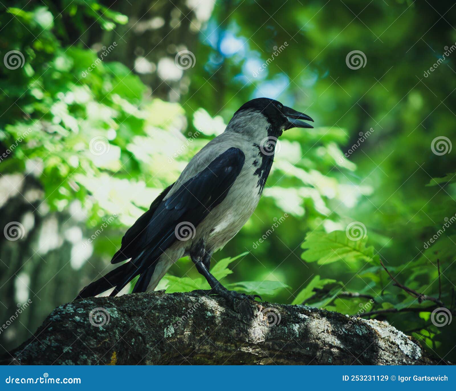 A Grey Crow on a Green Leafs Background. International Bird Day. Stock ...