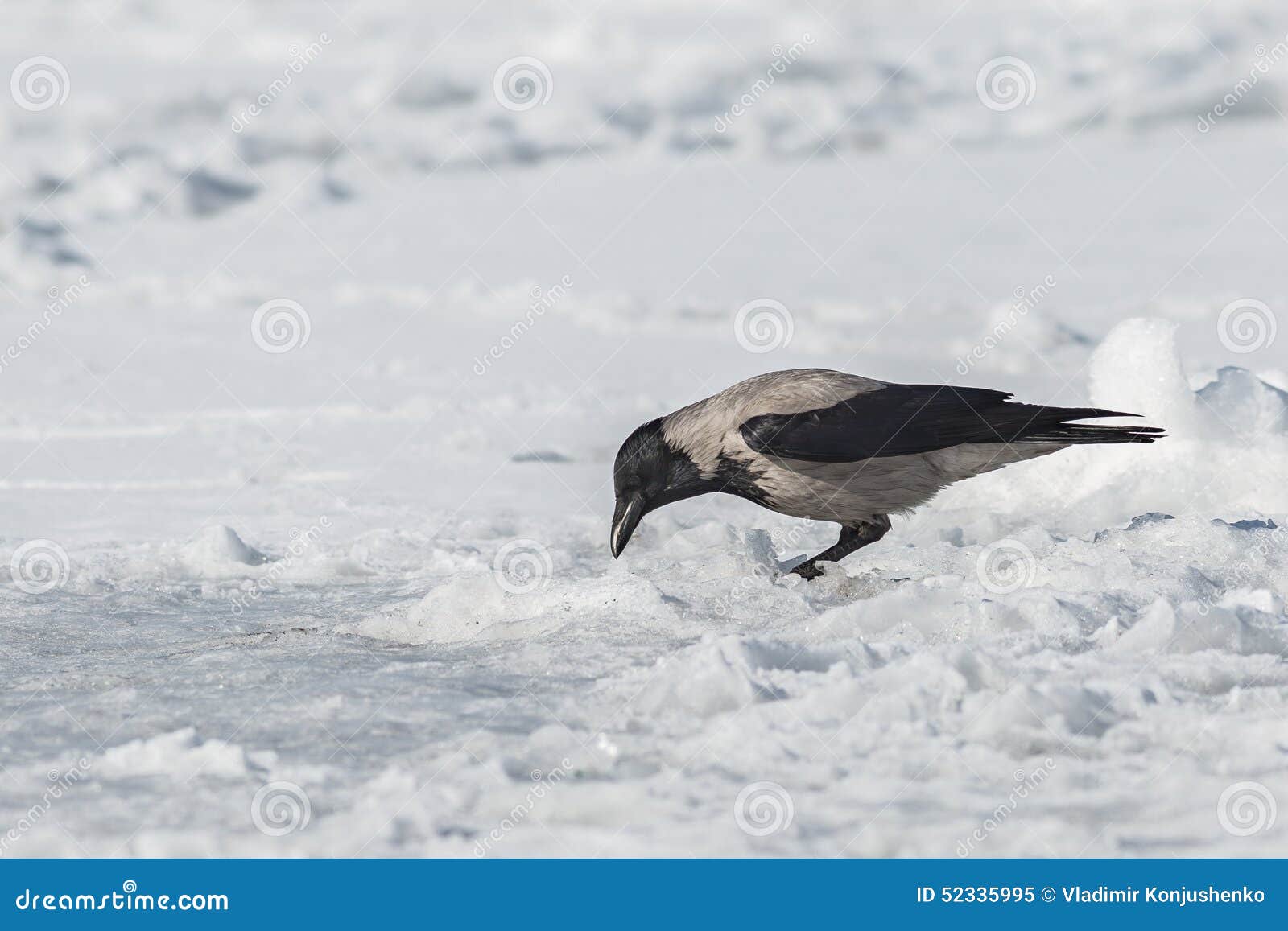 Grey crow stock image. Image of prey, grey, black, wings - 52335995