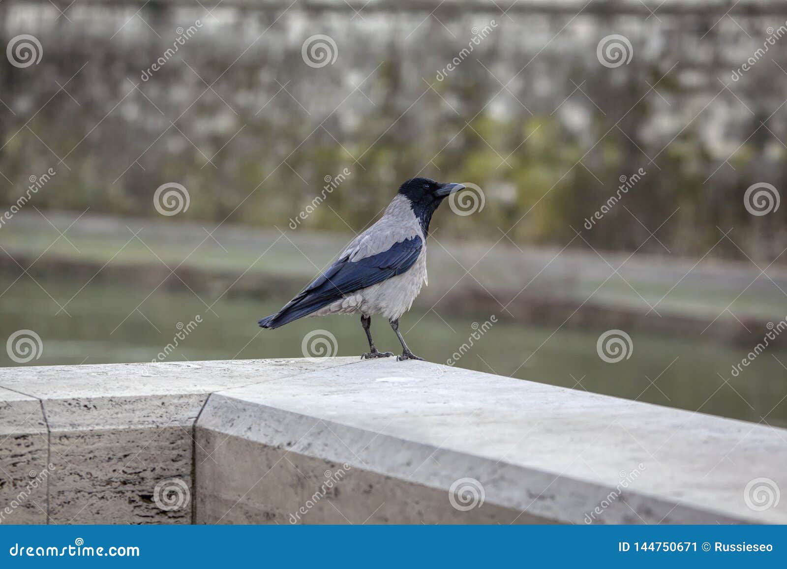 Crow on the edge stock image. Image of people, lighting - 144750671