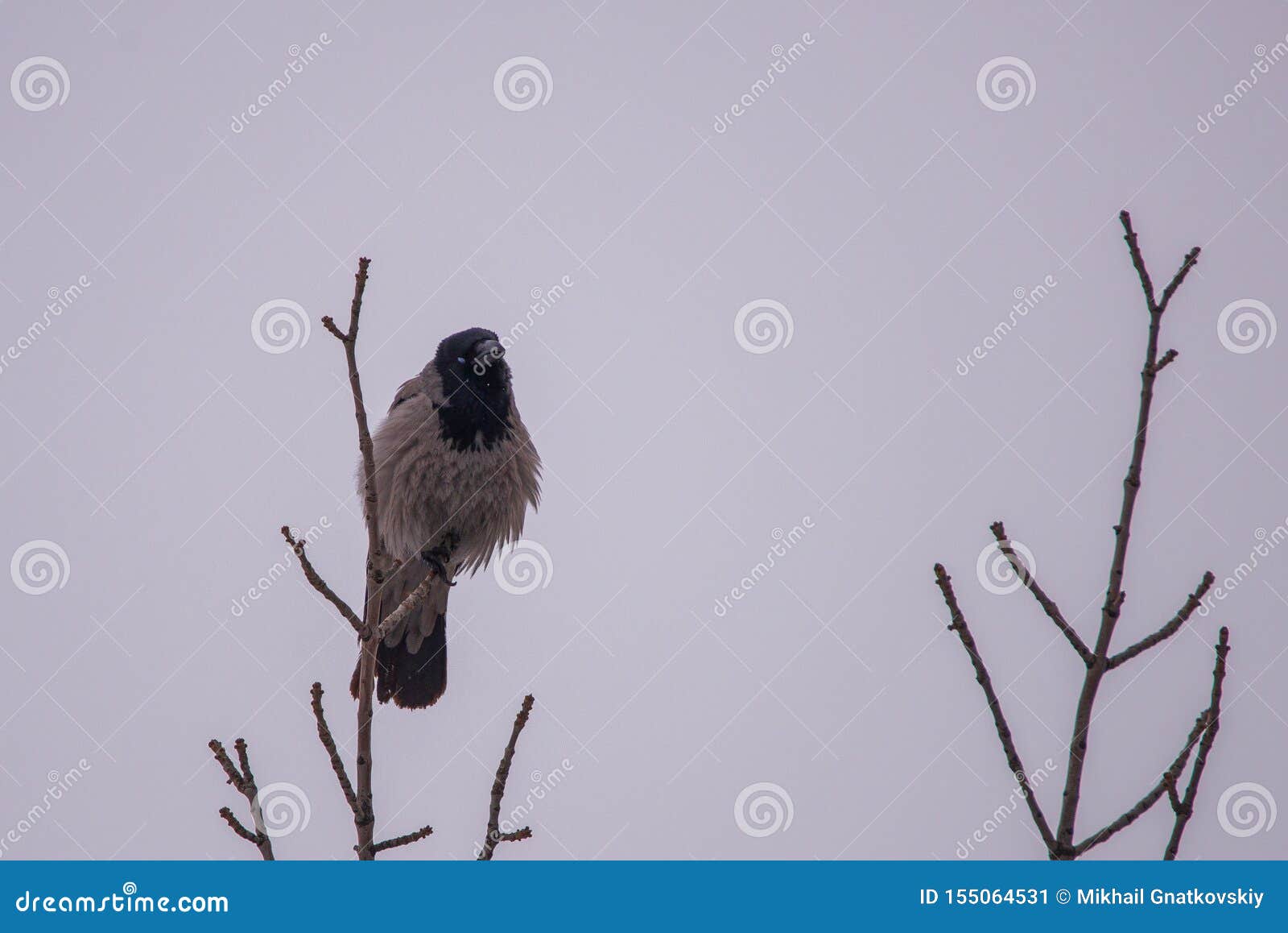 Grey Crow Standing on Tree Branche on Cloudy Sky Background Stock Image ...