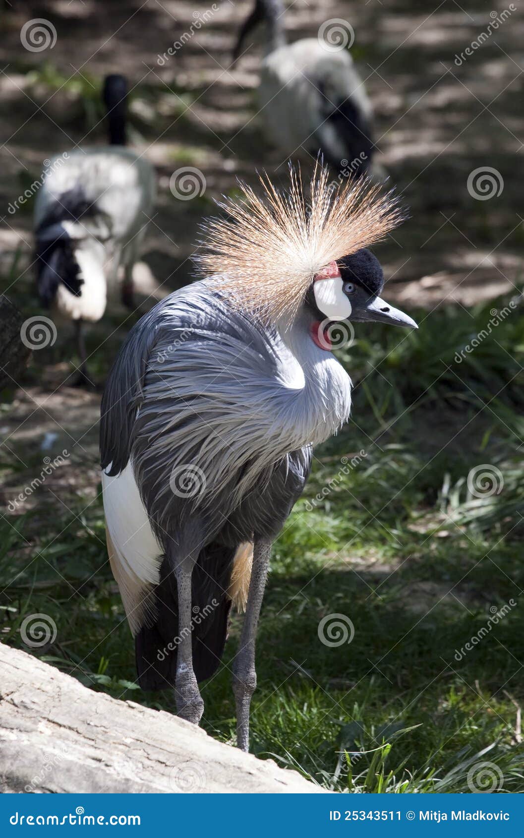 Grey crowned crane stock image. Image of natural, nature - 25343511