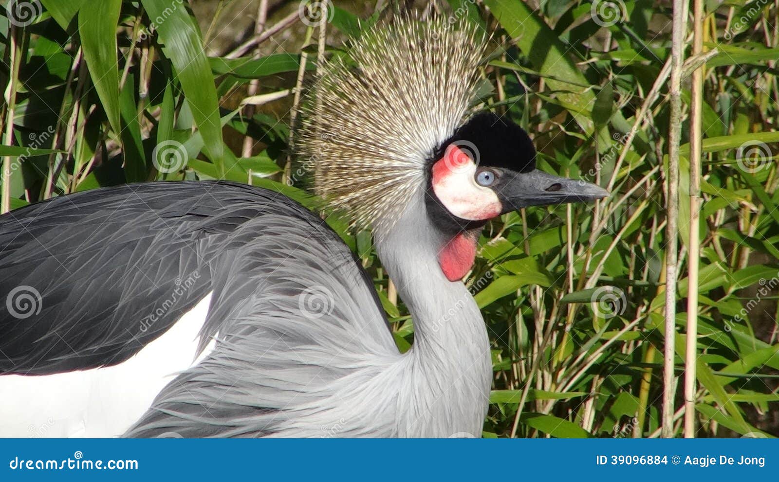 Grey crowned crane bird stock photo. Image of species - 39096884