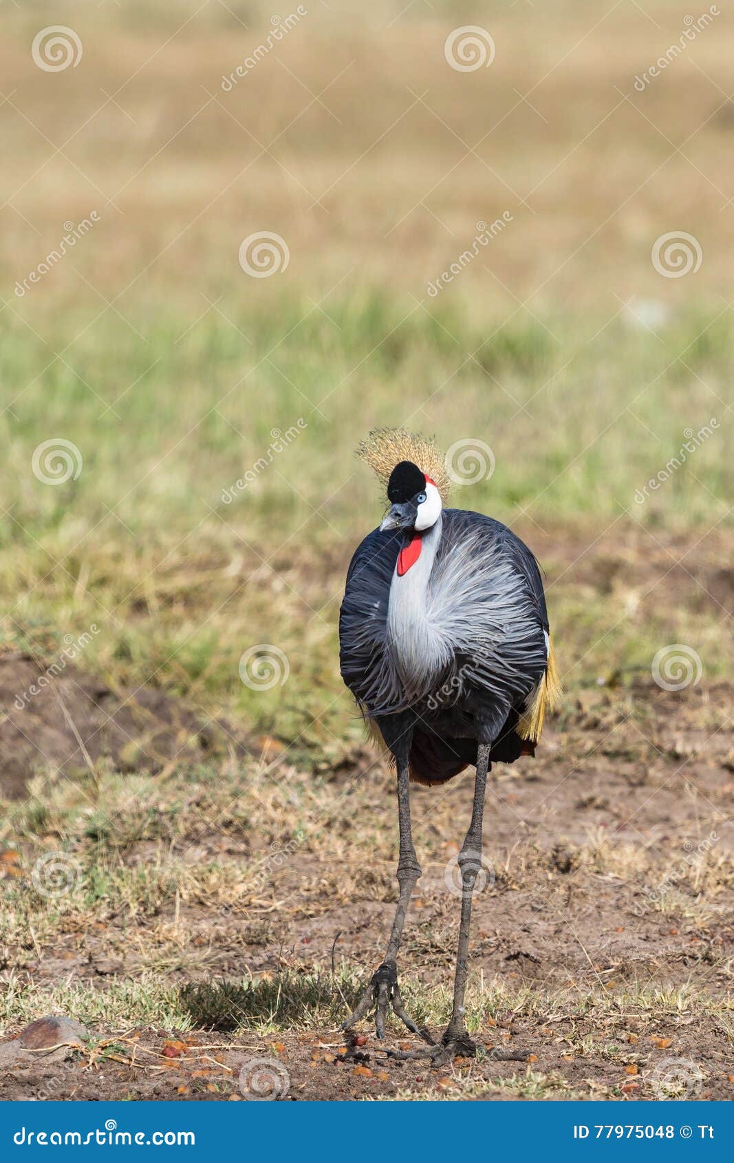 Grey Crowned Crane bird stock photo. Image of balearica - 77975048