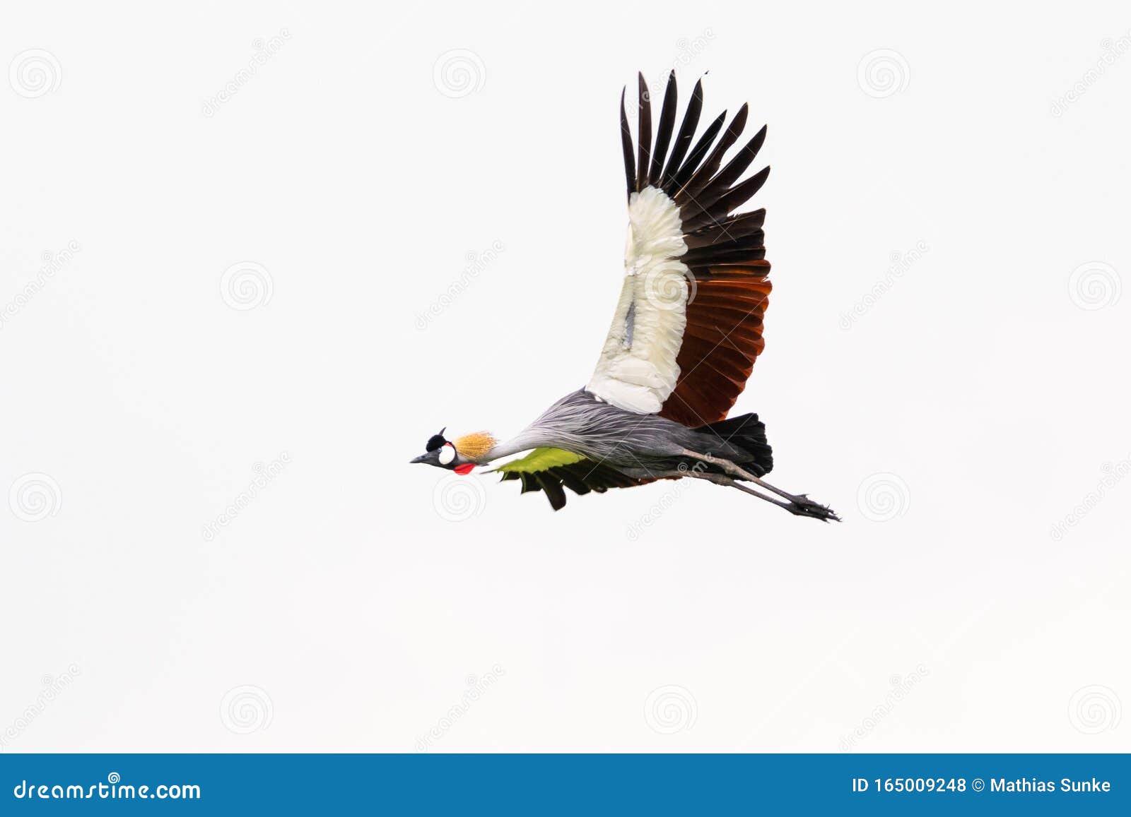 A Grey Crowned Crane in Flight Stock Photo - Image of birds, couple ...